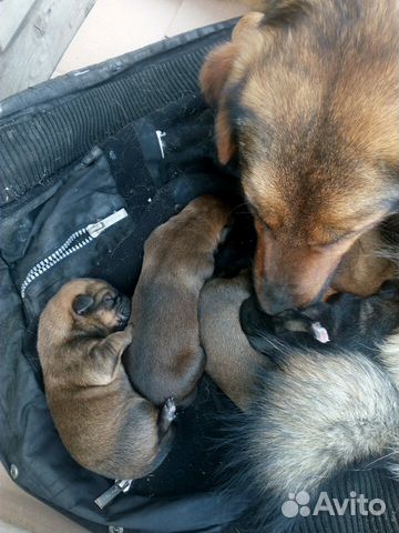 Отдам щенков с доставкой (вырастут умными рост выш