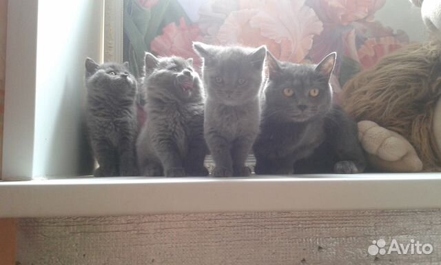 Котята