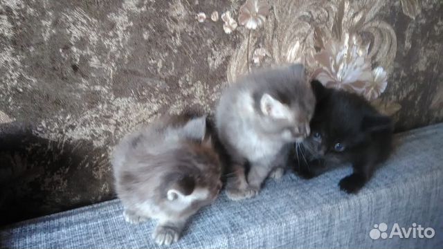 Котята в добрые руки