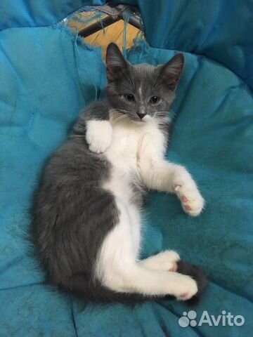 Котята