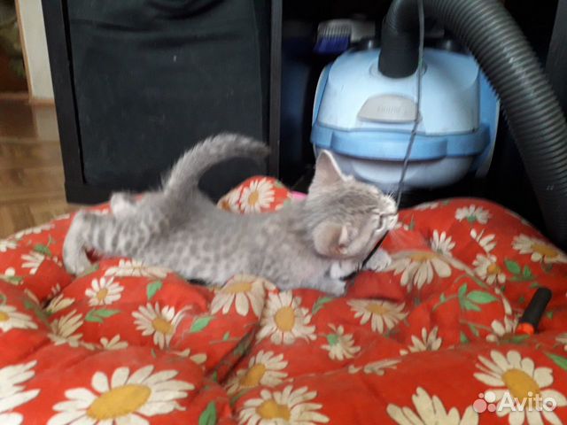 Котята