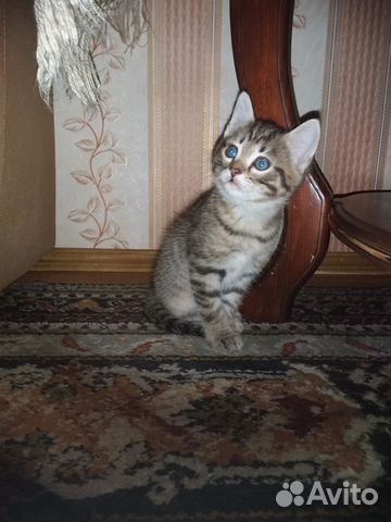 Котенок мальчик, 1,5месяца