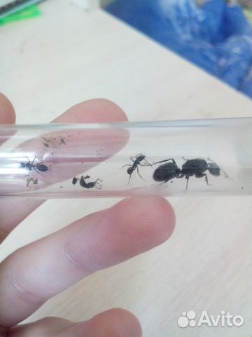 Продам матку Camponotus Vagus