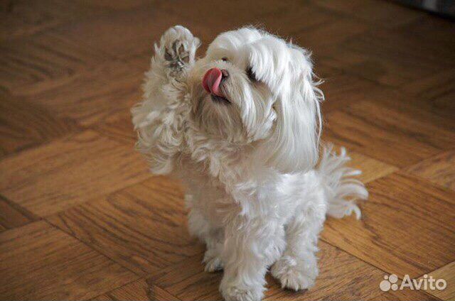 Кобель мальтийской болонки ищет сучку для связки