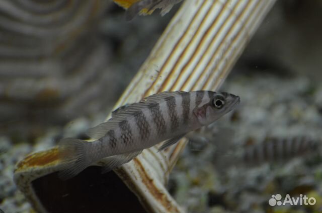 Лампрологус цилиндрикус