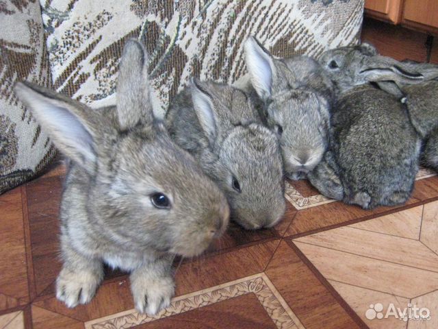 Продается молодняк кроликов (1,5 мес)