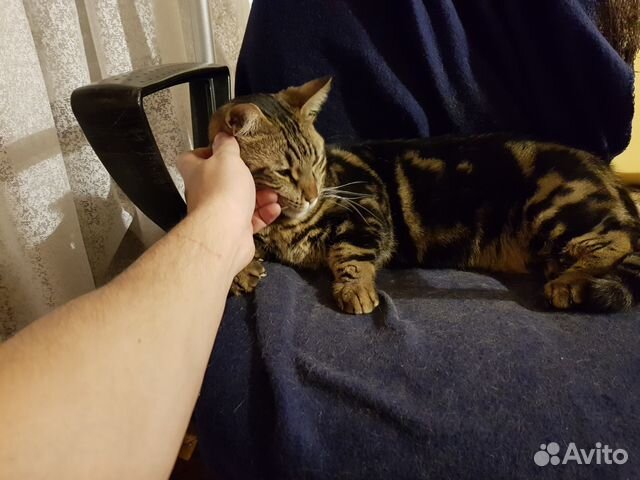 Манчкин с бенгалом