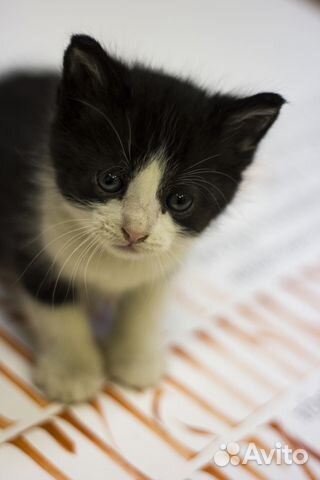 Каллиграфические котята