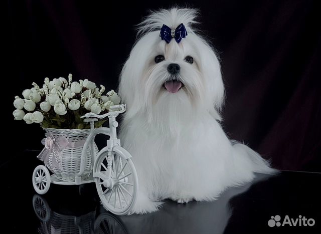 Подрощенный мальчик для любви и обожания