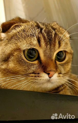 Вязка кота шотландца