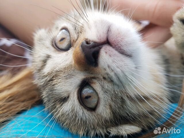 Шотландский котенок