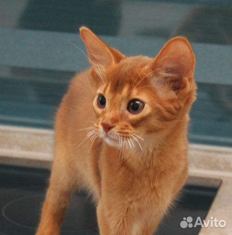 Сомалийский мальчик