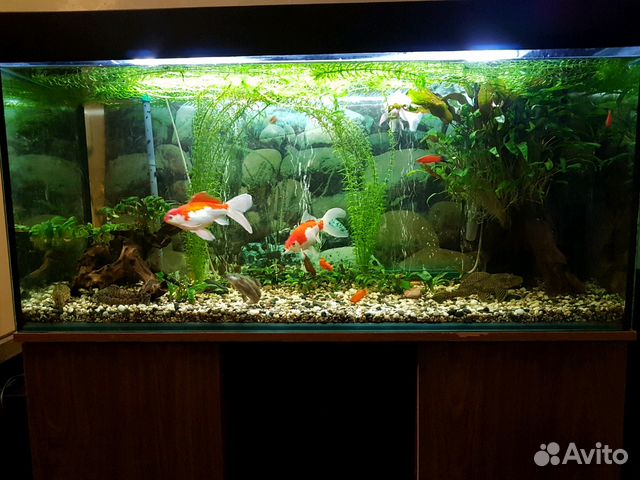Аквариум 300л и рыбки