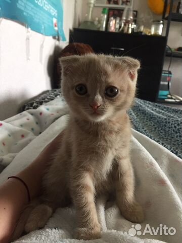 Вислоухий котенок