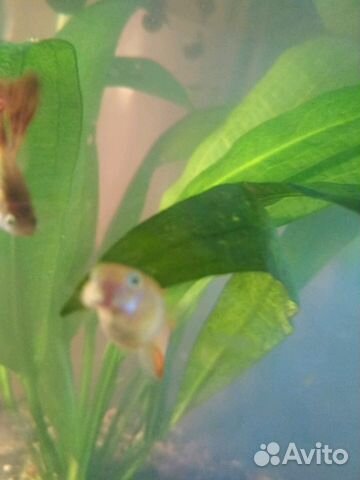 Мальки гуппи