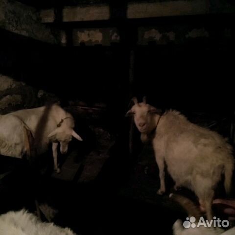Продаю коз. #козы #козлята