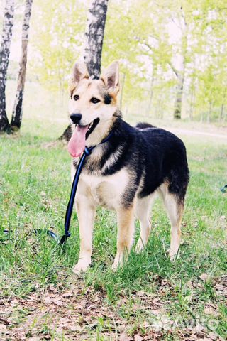 Балто в добрые руки