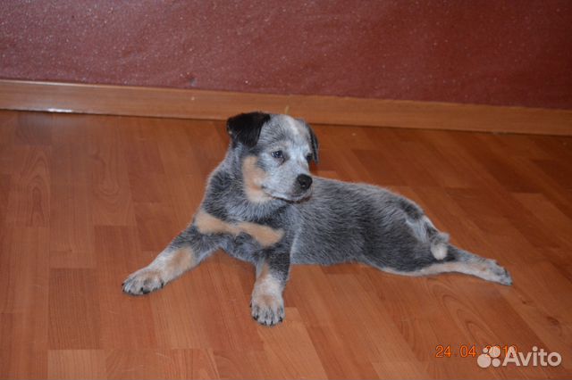 Щенки австралийского хилера