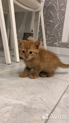 Котёнок мейкун метис