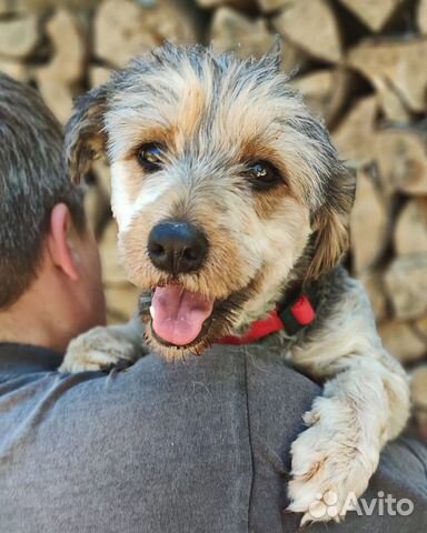 Терьеристая девочка