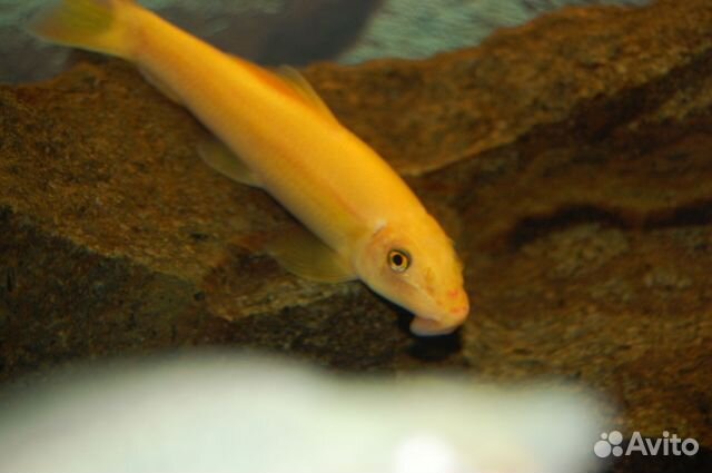 Отдам рыбок