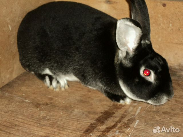 Крол рабочий породы рекс