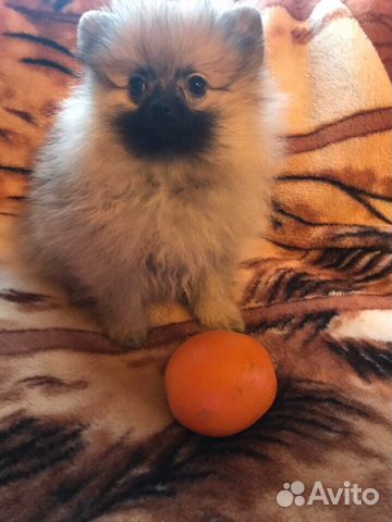 Продаются милые пушки