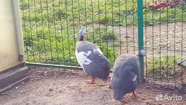 Цесар и цесарка