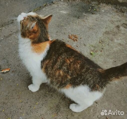 Кошка ищет дом