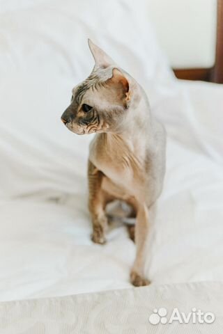 Донской Сфинкс. Вязка