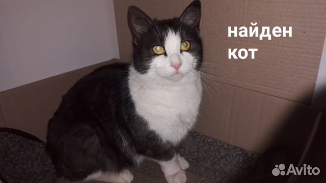 Найден кот-котенок кастрированный