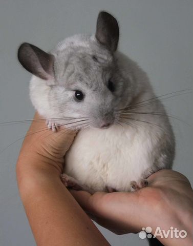 Шиншиллы Экстра-темный фиолет эбони, Белый Бархат