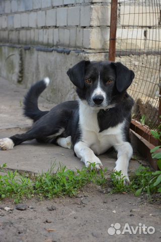 Отдам собаку в хорошие руки