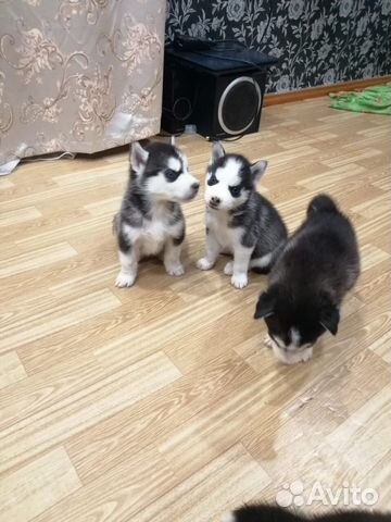 Щенята Сибирский хаски