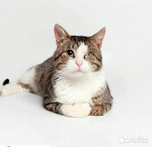 Особенный котик ждет хозяев