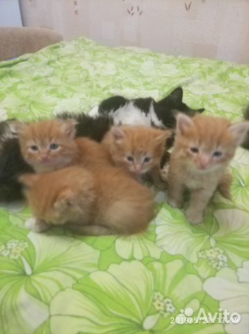 Рыжие красавчики