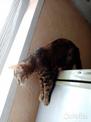 Две ласковых кошки ищут новый дом (доплачу кто воз