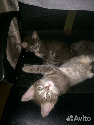 Отдам котят в добрые руки