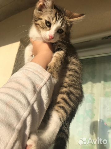 Котенок полосатый 2 мес