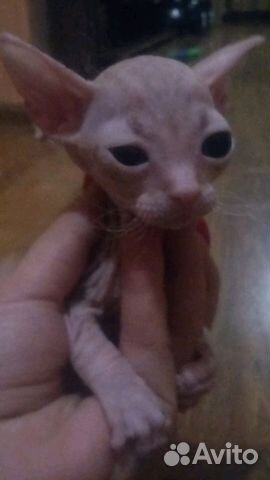 Котята Донсокого сфинкса