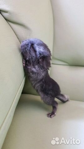 Шиншилла (шиншиллёнок)