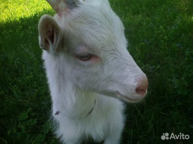Козлик. Родился 25.03.2019