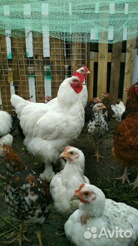Петухи породные