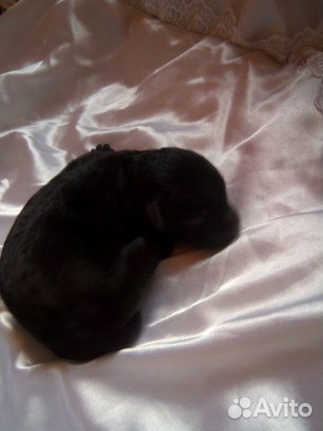 Ксолоитцкуинтле пуховая