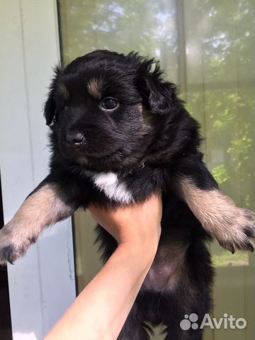 Щенки среднего размера кудрявые