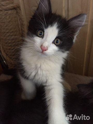 Чудные котятя