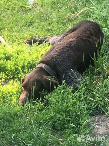 Найдена собака породы дратхаара. Владельца просьба