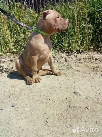 Кобель питбультерьер