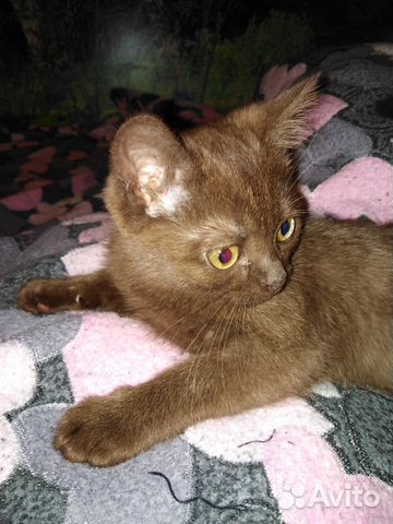 Девочка шоколадного цвета 2.5 месяца