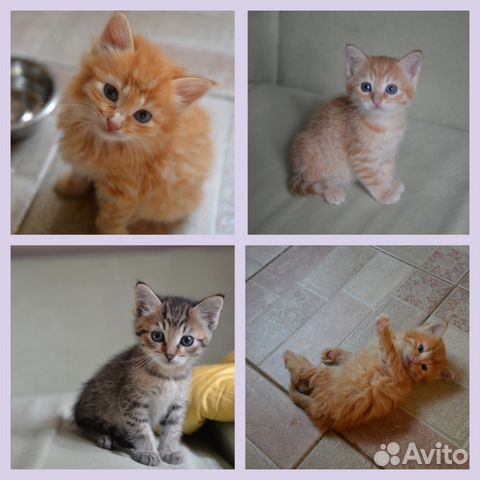 Рыжие котята, котёнок, серый котик